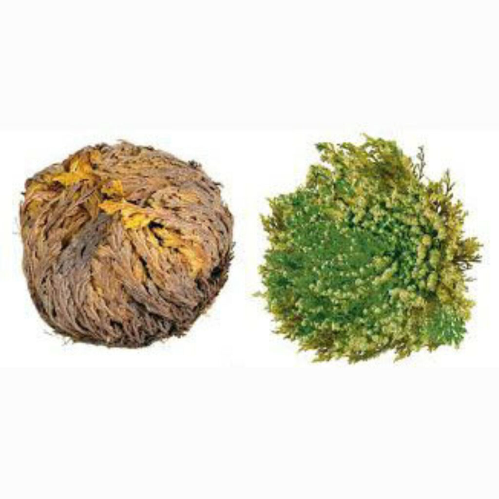 Rose of Jericho, Jericho Flower, Resurrection Flower - Heaven & Nature ...