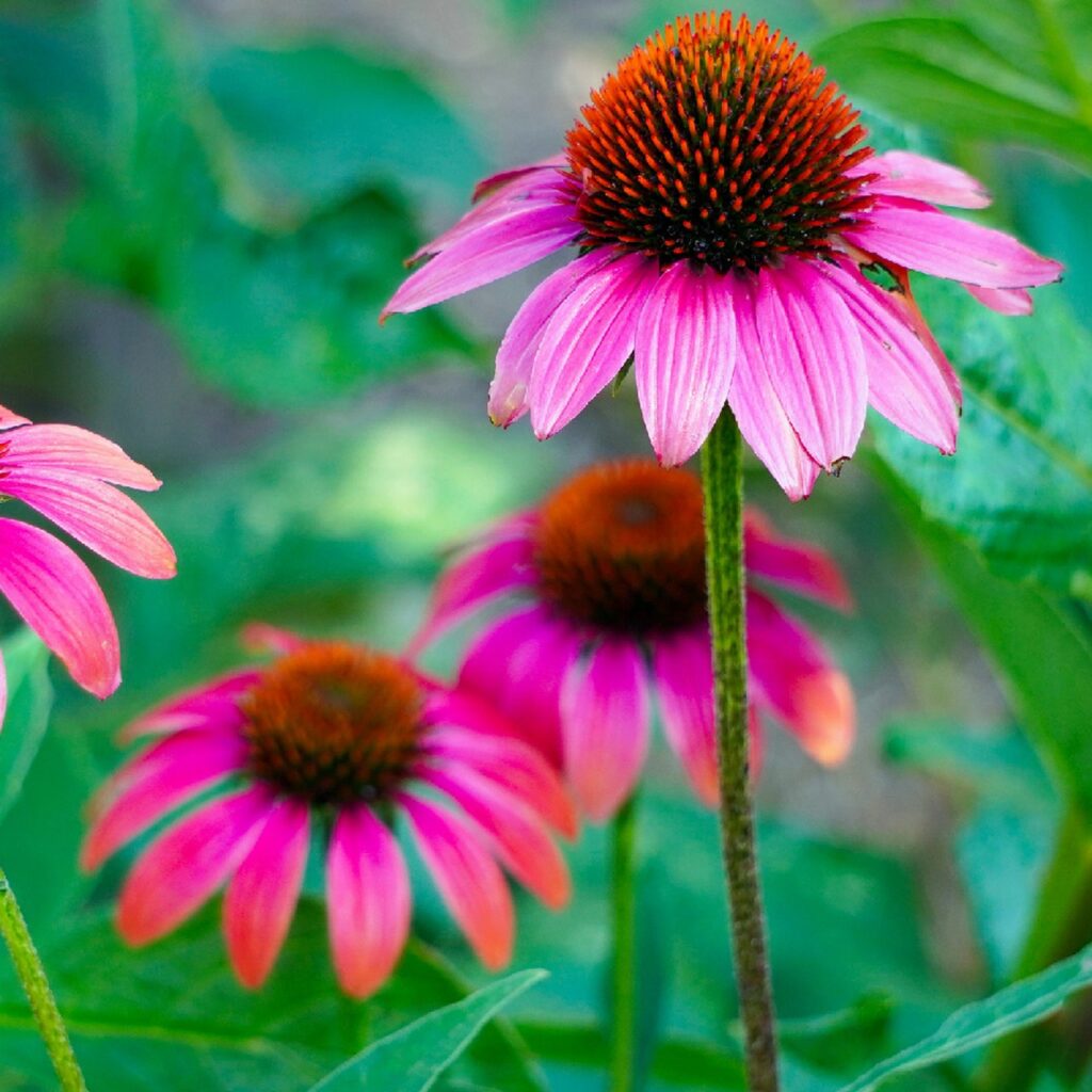 Echinacea Root, Cut, Sifted, 1 oz - Heaven & Nature Store